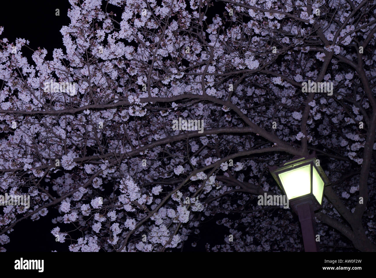 Japanese sakura cherry blossoms at night illuminated by a lantern ...