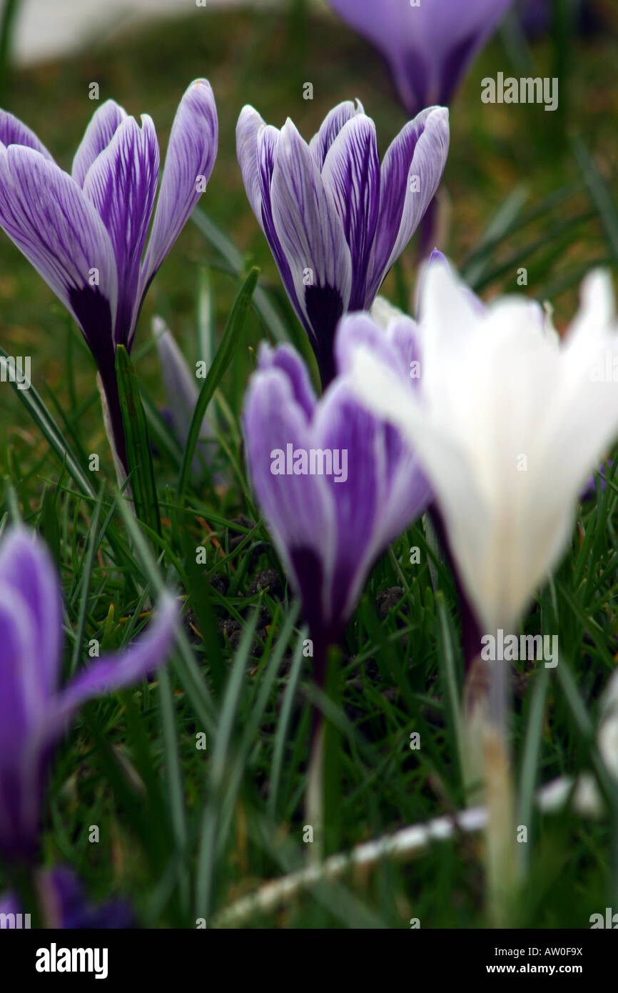 flowering crocus spring - Crocus Iridaceae bloom blooming blooms ...