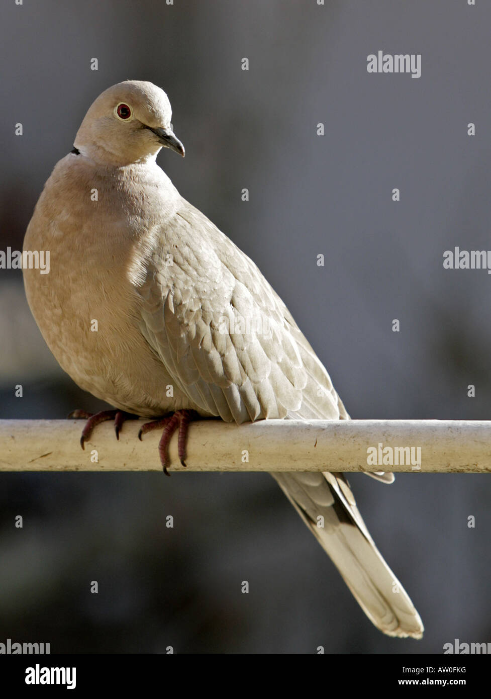 Dove standing hi-res stock photography and images - Alamy