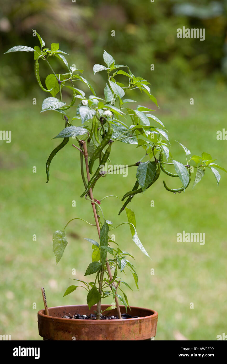 Chilli pepper plant hi-res stock photography and images - Alamy