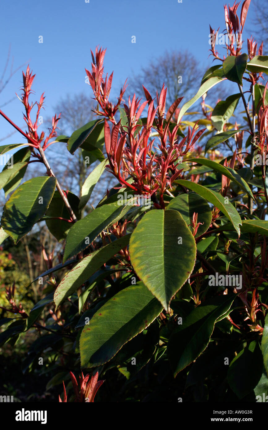 Photinia fraseri red robin hi-res stock photography and images - Alamy