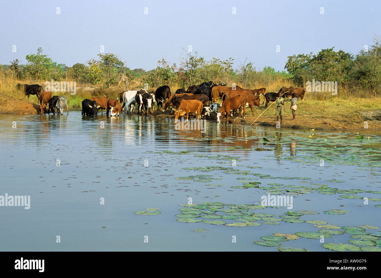 Cattle drinking river hi-res stock photography and images - Alamy