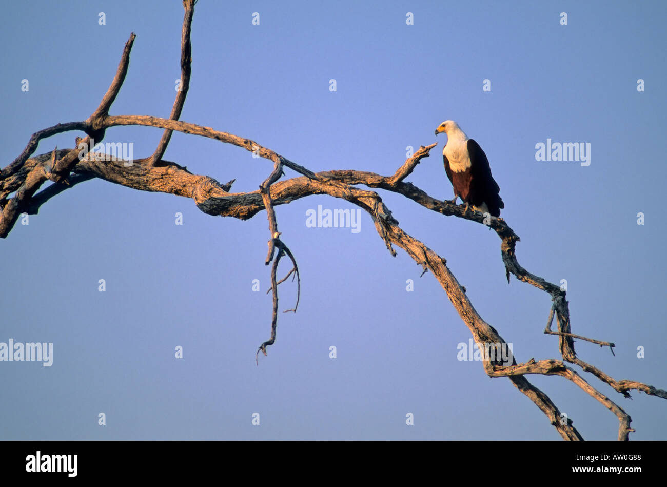 Fish eagle, haliaeetus vocifer, Matusadona National Park, Lake Kariba ...