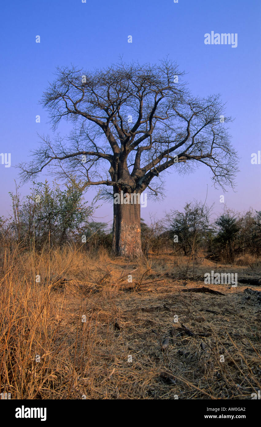 Zimbabwean tree hi-res stock photography and images - Alamy
