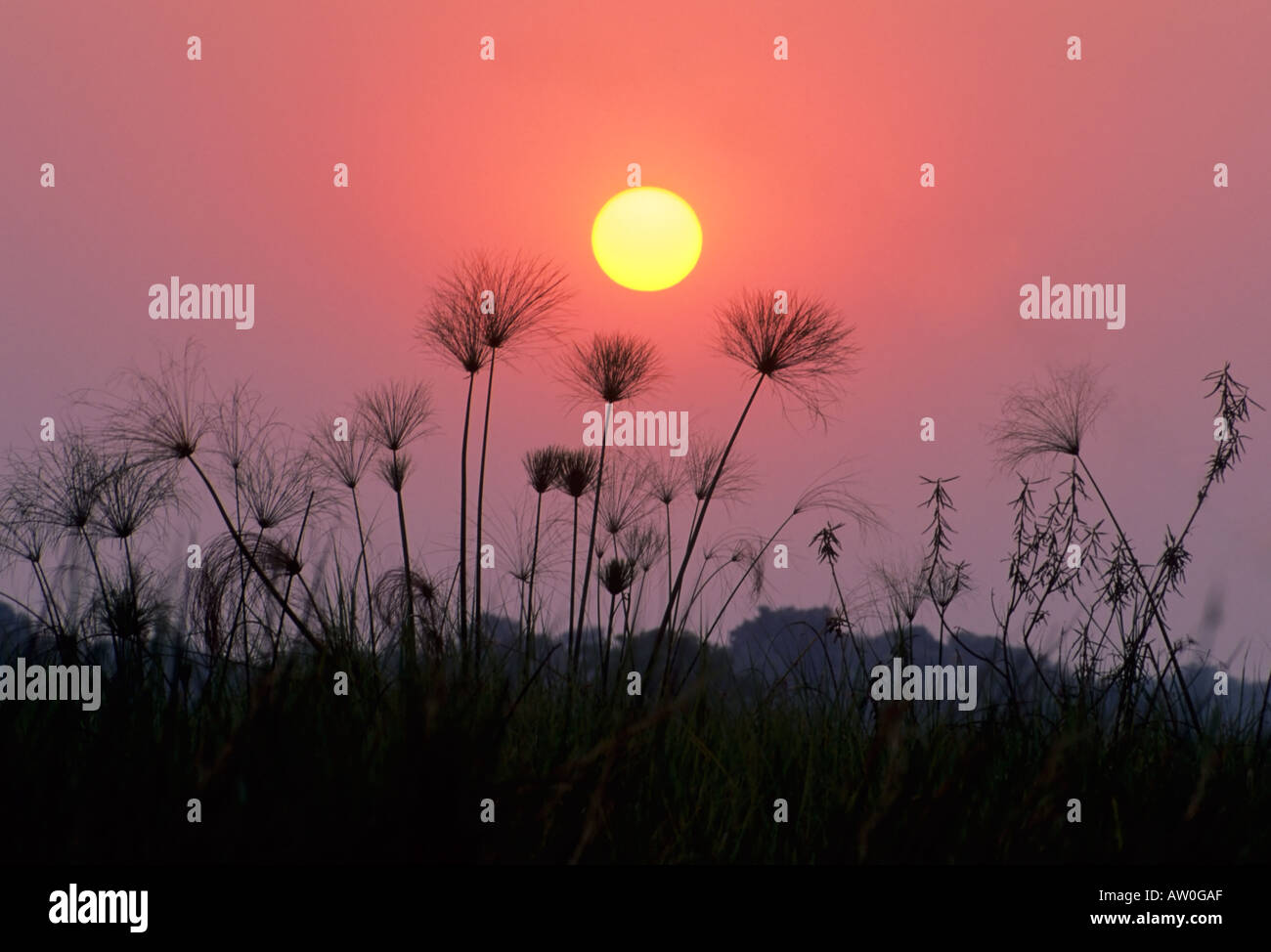 Papyrus reeds hi-res stock photography and images - Alamy