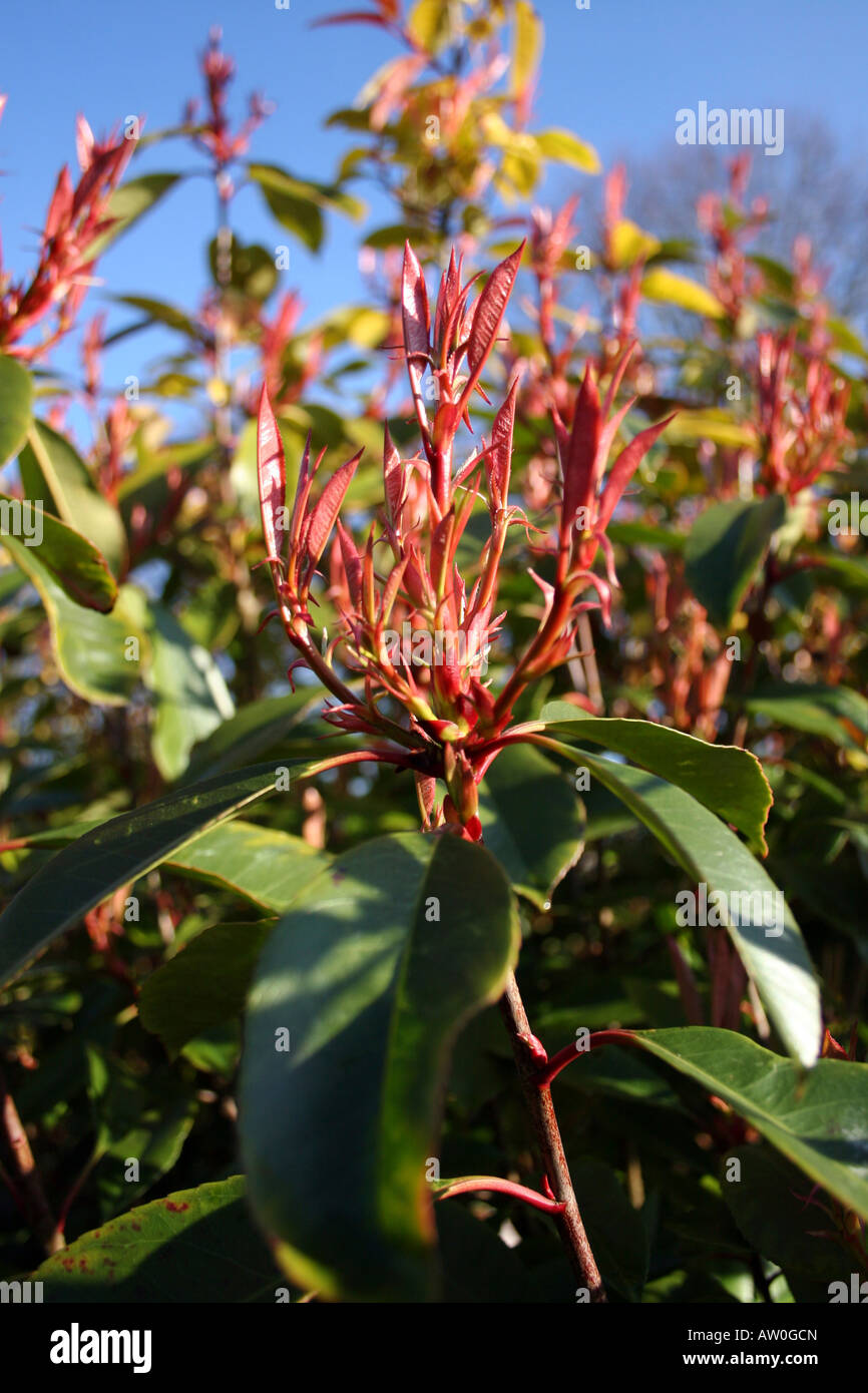 Photinia fraseri red robin hi-res stock photography and images - Alamy
