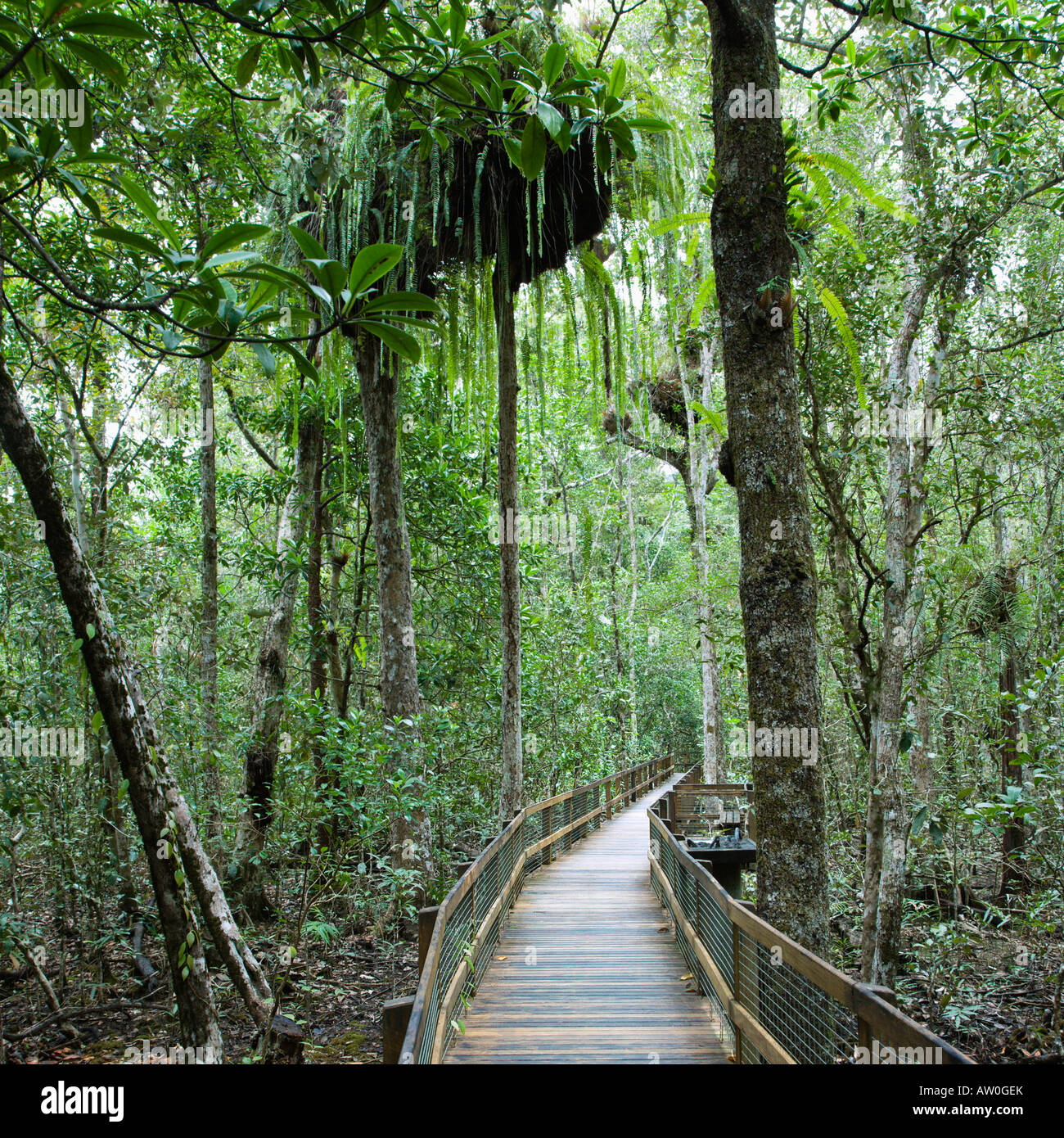 Path in dense forest Stock Photo - Alamy
