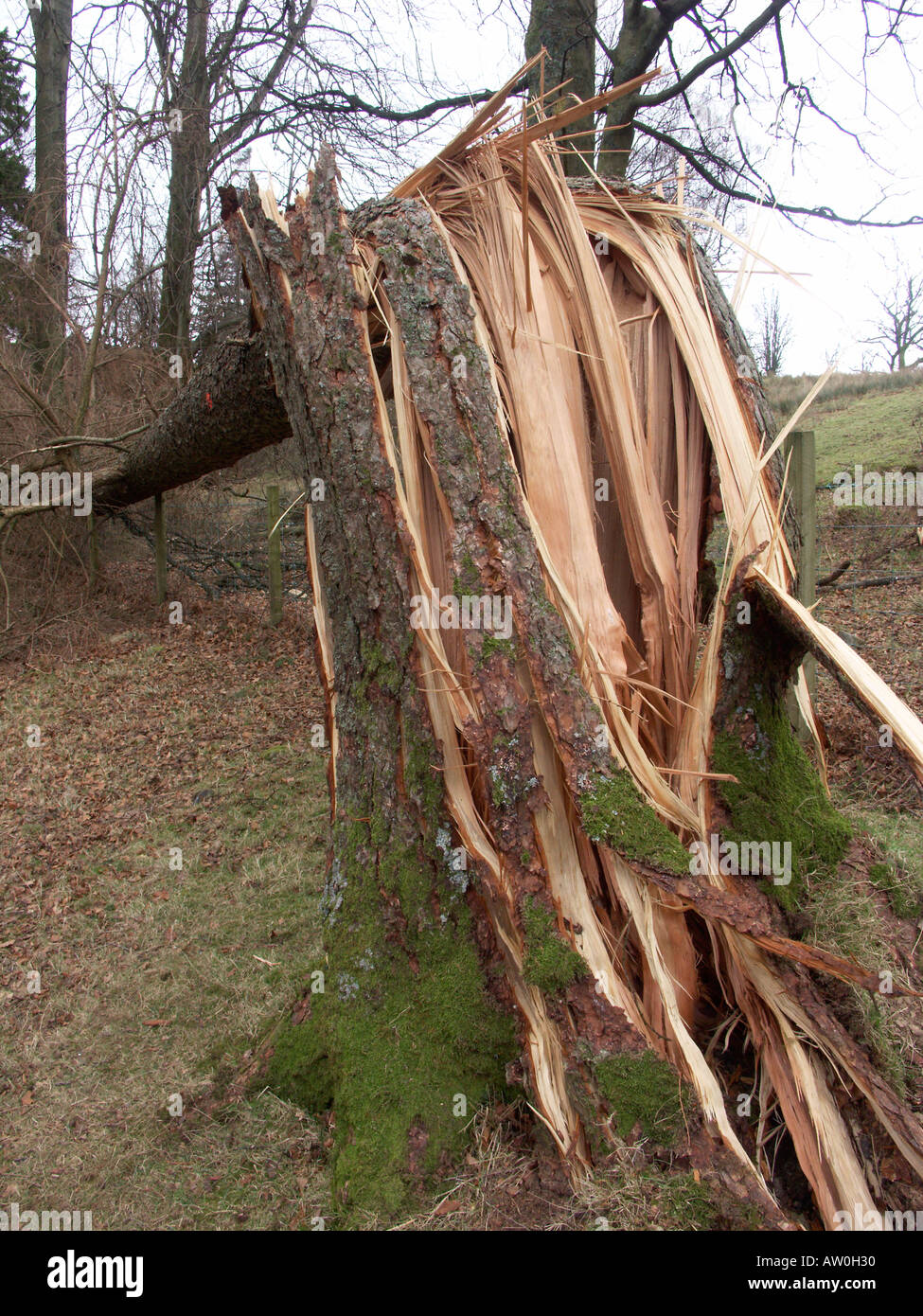 Fallen trees, ripped apart by storm force winds Stock Photo - Alamy