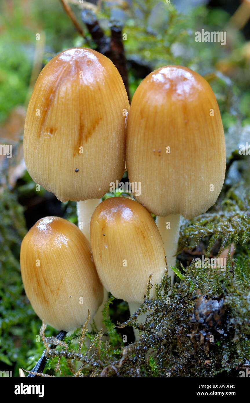 Pleated Inkcap, coprinus plicatilis, Mushrooms growing amongst moss and ...