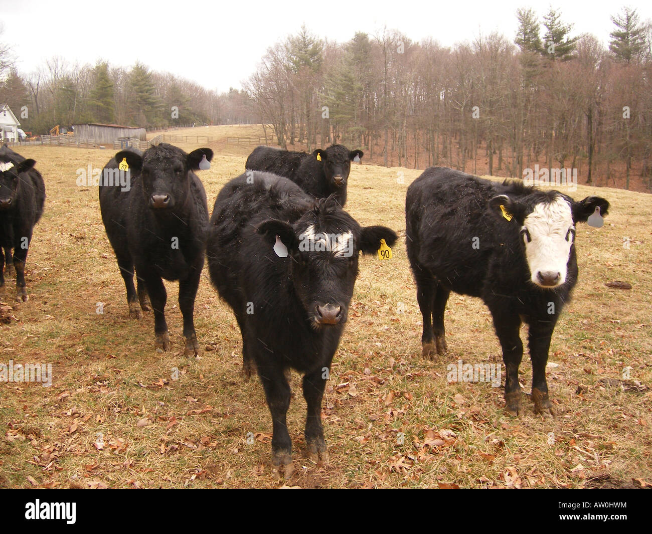 North american cattle ranches hi-res stock photography and images - Alamy