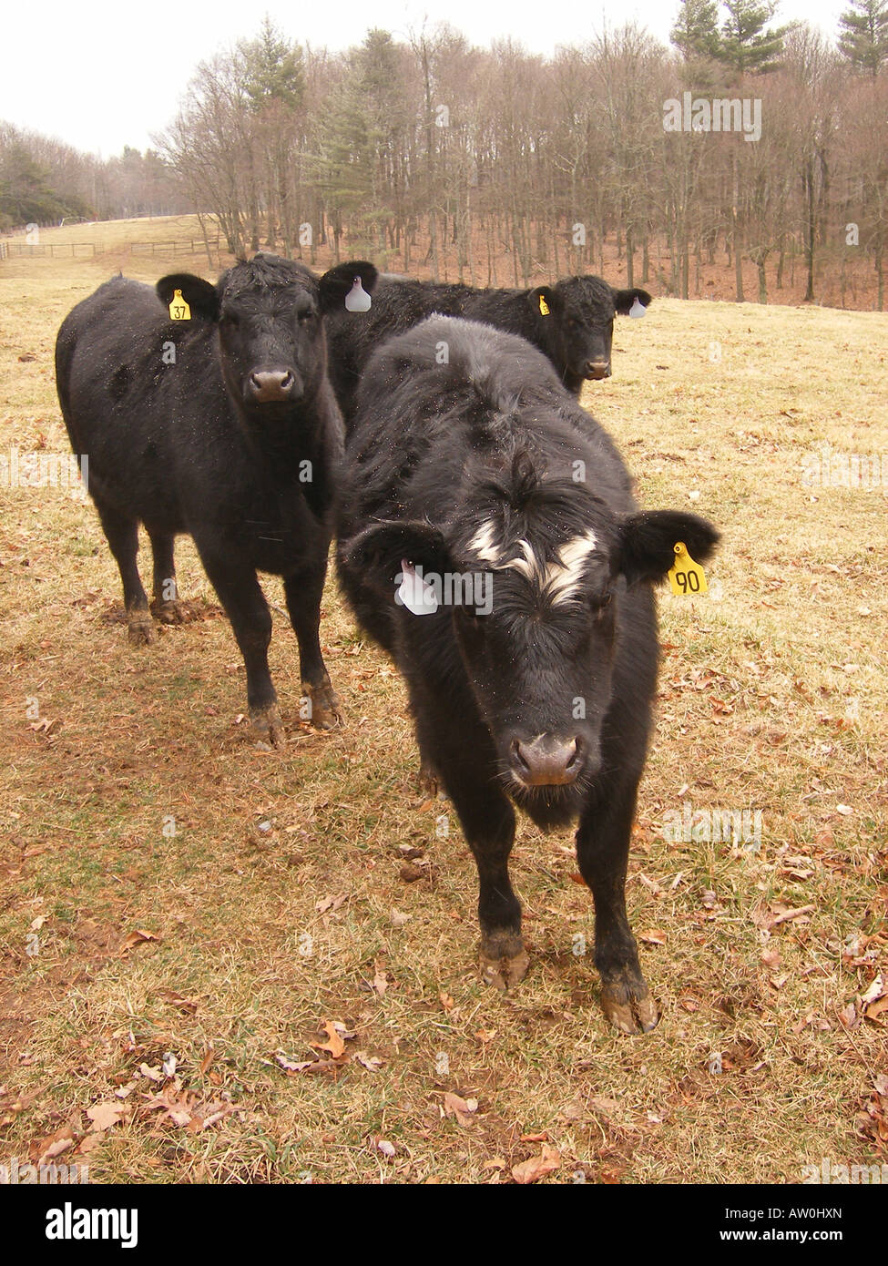 AJD59851, Black Angus Cows, Galax, Virginia, VA, Blue Ridge Parkway ...