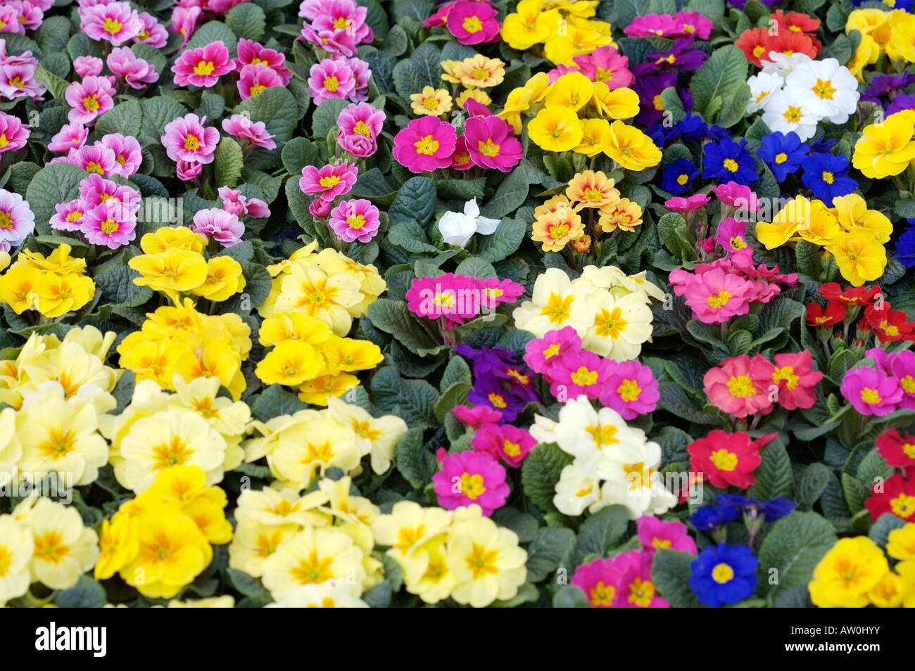 Columbia road hackney london flower hi-res stock photography and images ...