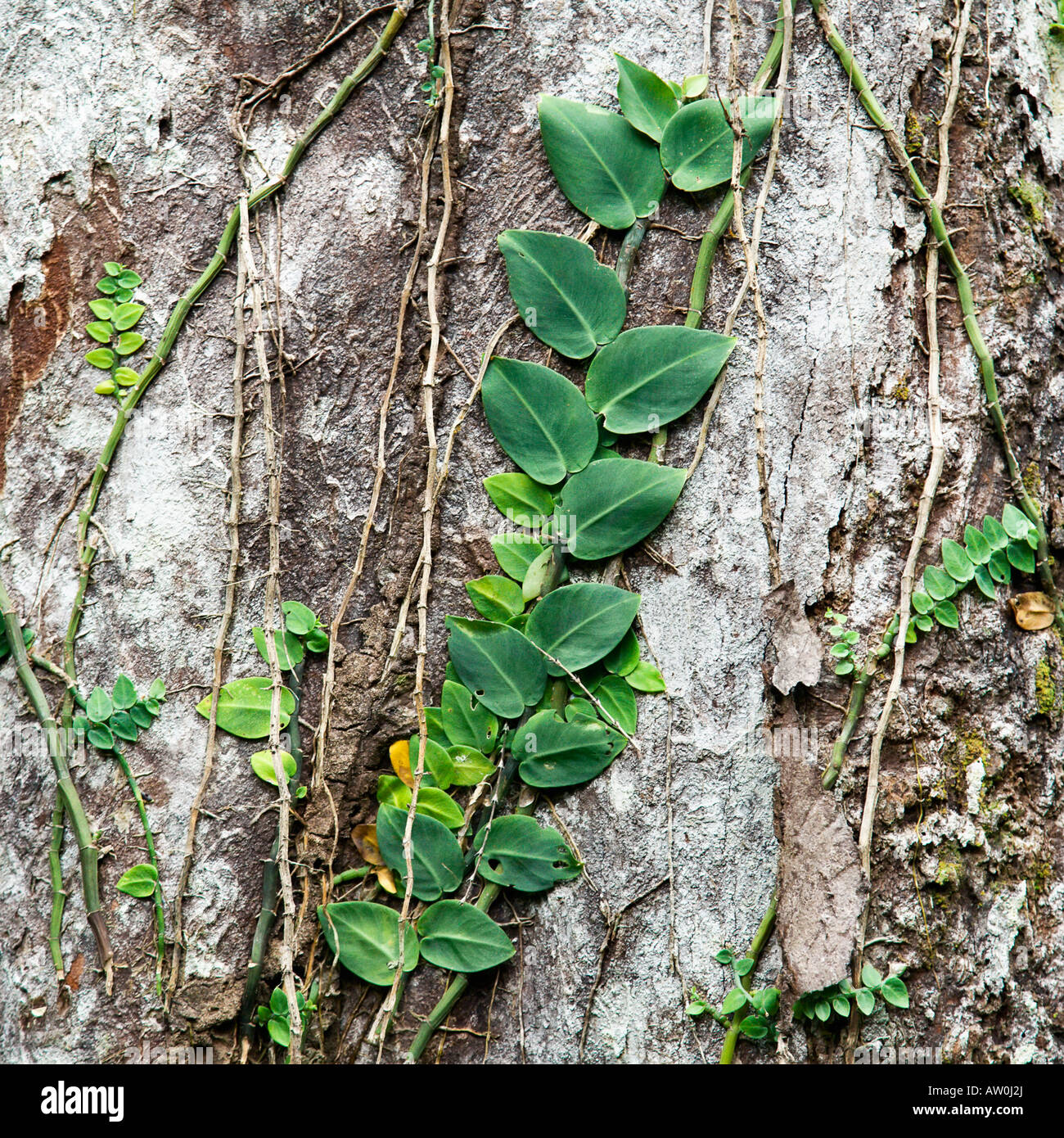Vines climbing tree Stock Photo - Alamy
