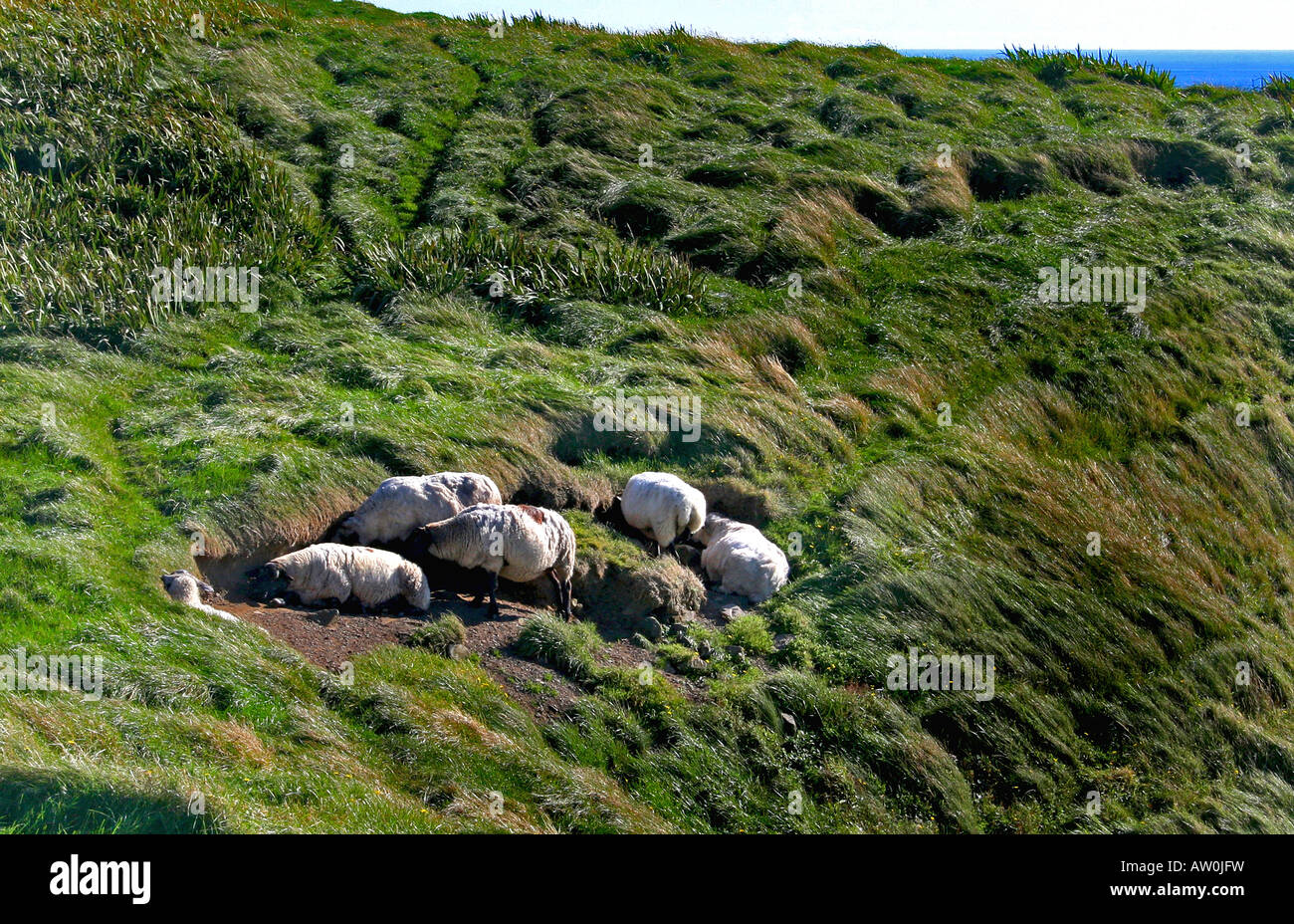 Flock of sheep digging into the mountain Stock Photo - Alamy