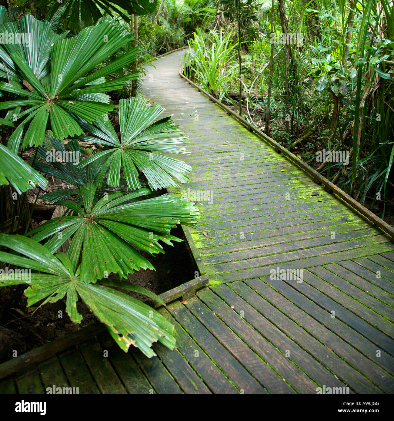 Path in rainforest Stock Photo - Alamy
