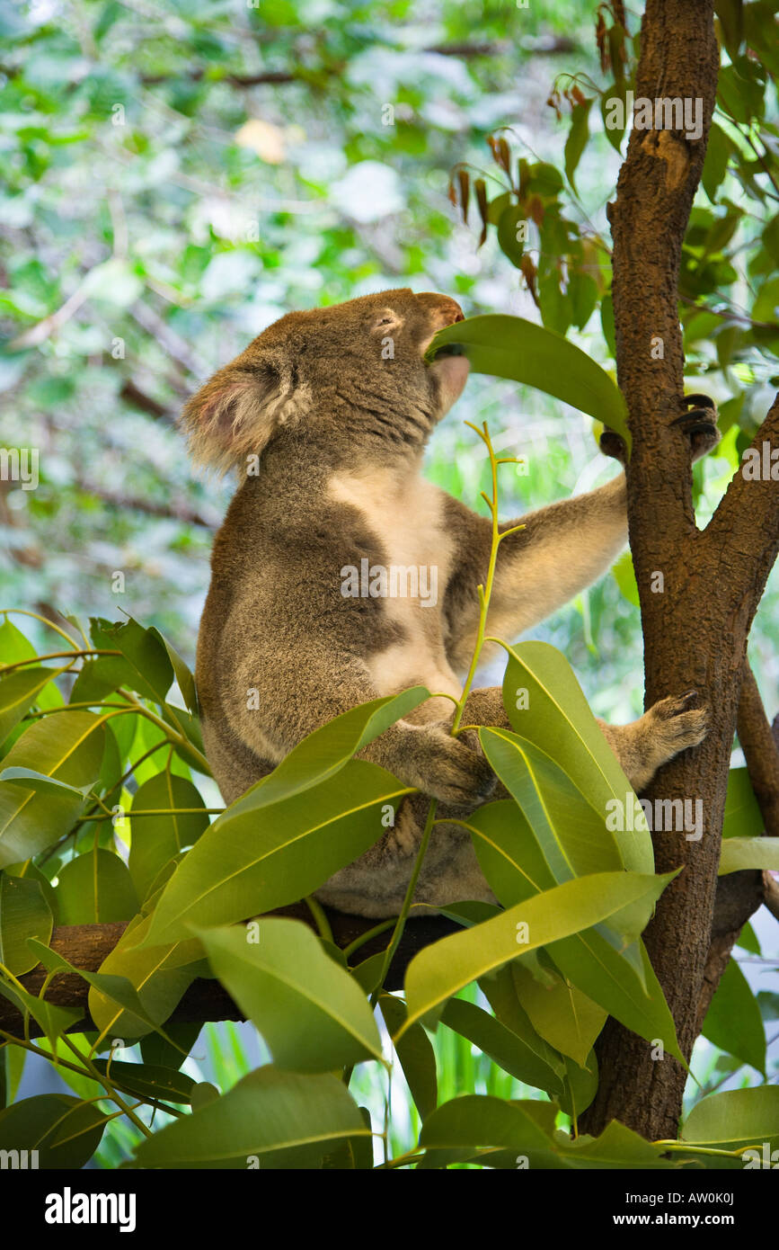 Koala eating leaves in wild hi-res stock photography and images - Alamy