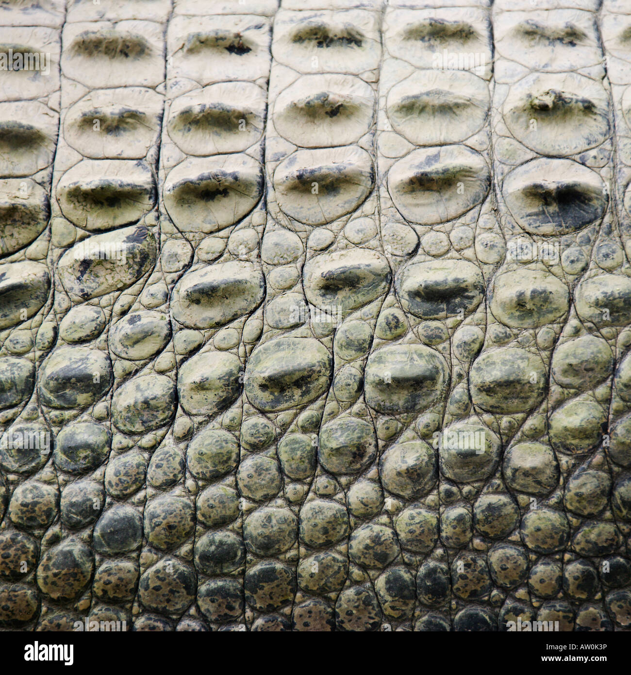 Square scales hi-res stock photography and images - Alamy