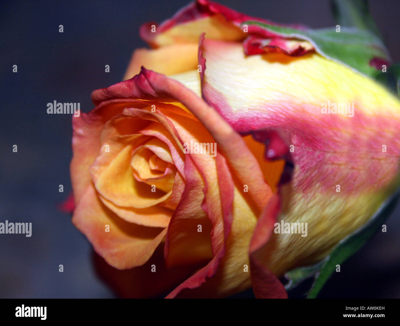 Yellow rose with pink edges hi-res stock photography and images - Alamy