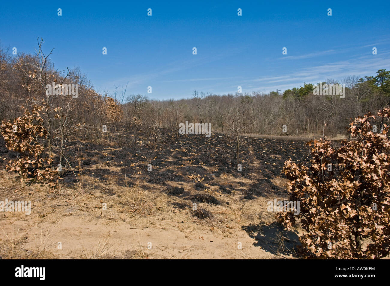 Controlled burn area in state forest used to control vegetation growth ...