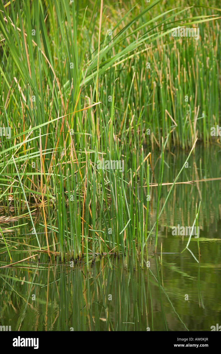 Grasses by water Stock Photo - Alamy