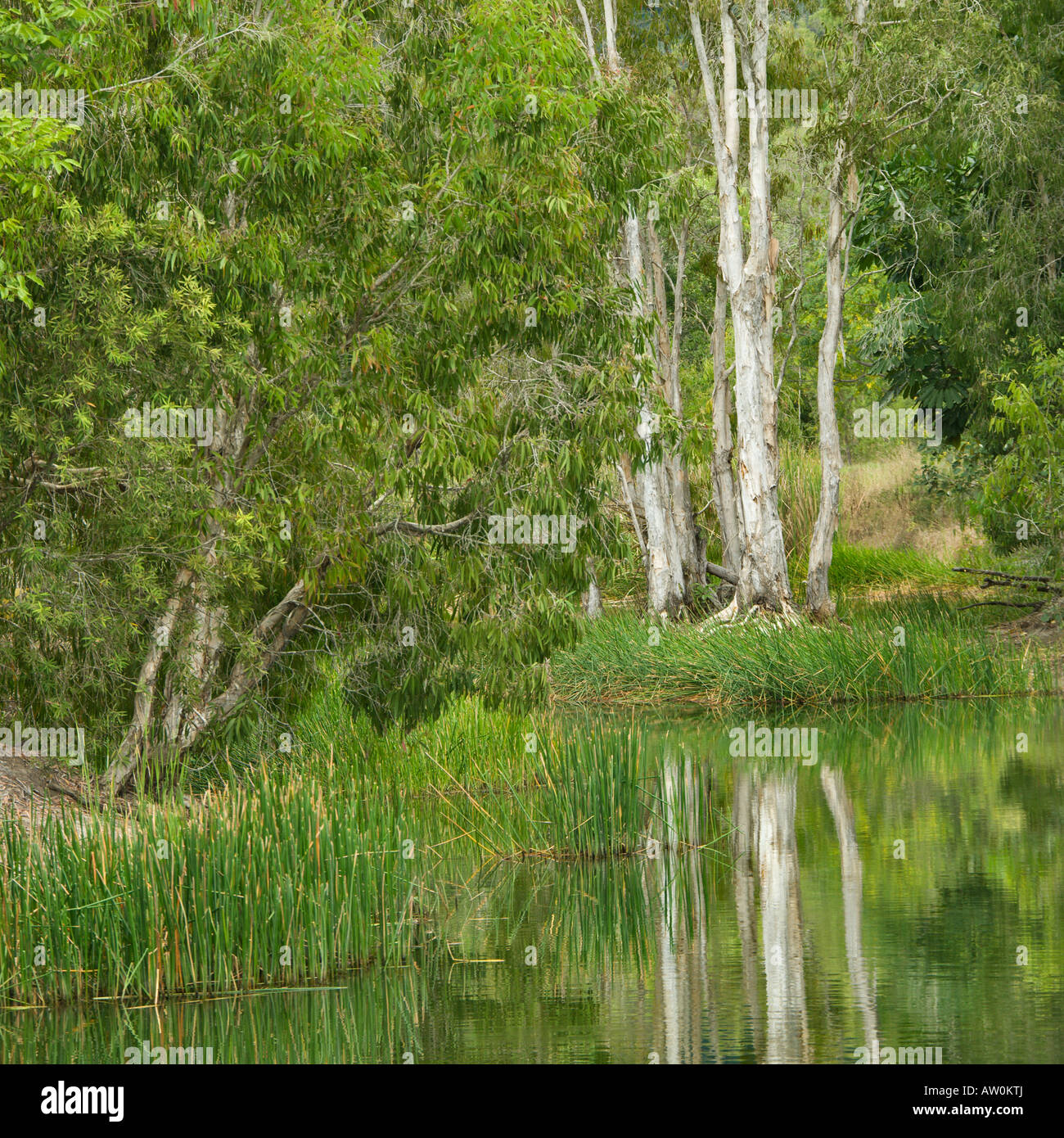 Plants by water edge Stock Photo - Alamy
