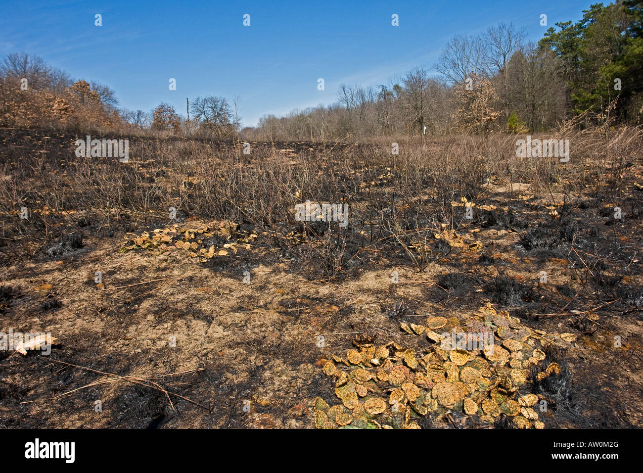 Controlled burn area in state forrest used to control vegetation growth ...