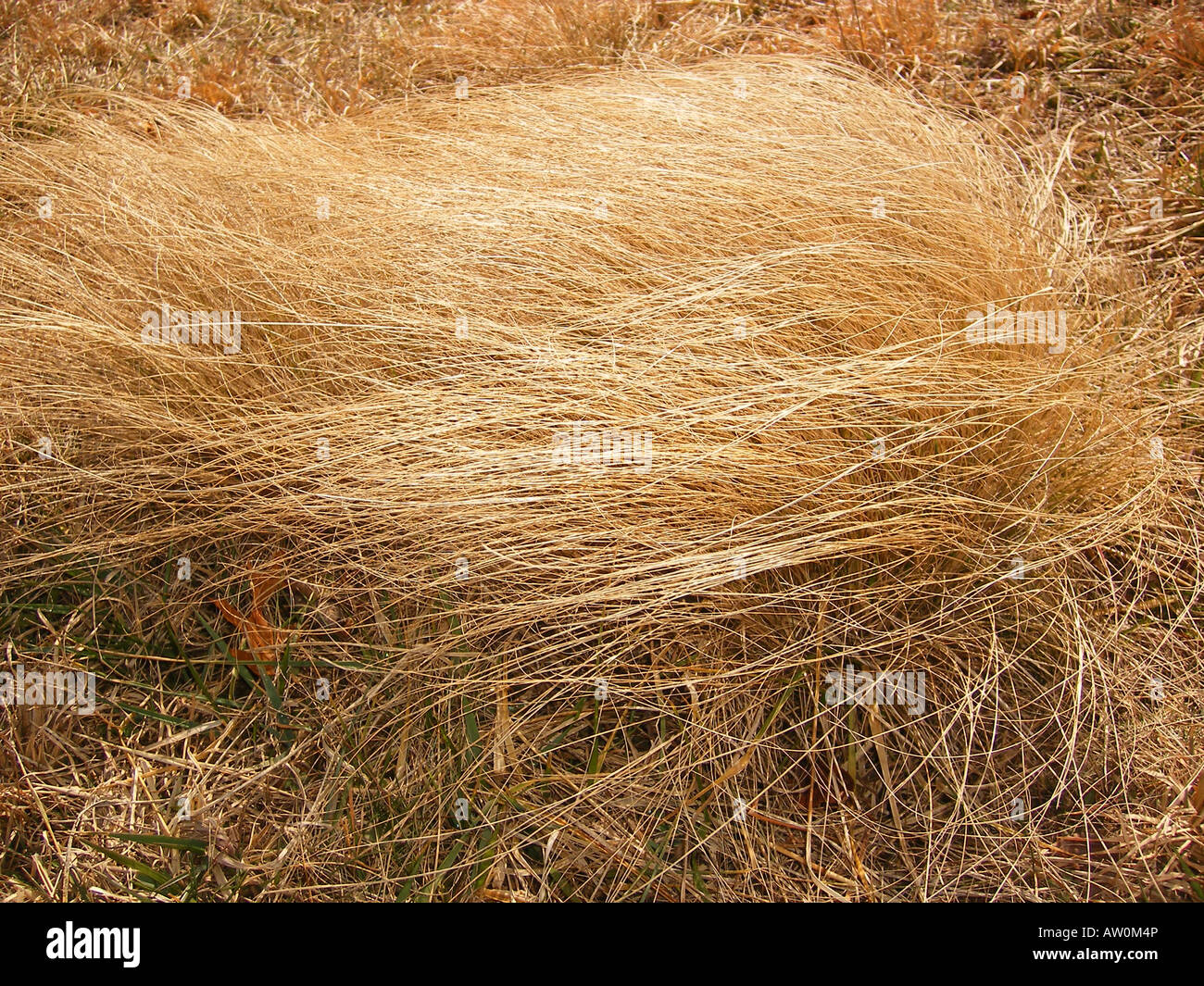 Pictures of grasses hi-res stock photography and images - Alamy