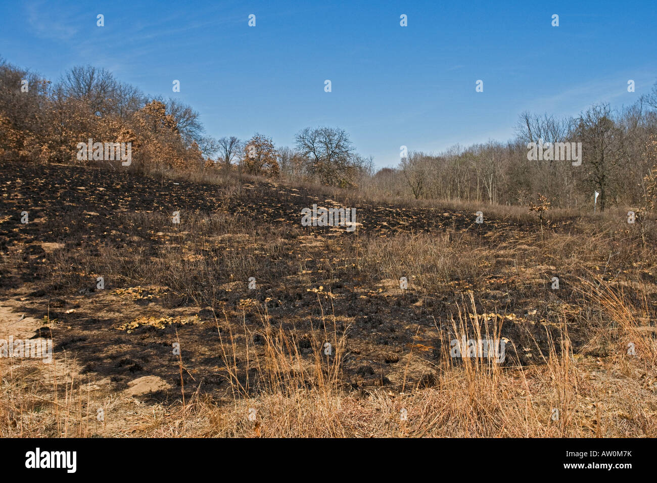 Controlled burn area in state forrest used to control vegetation growth ...