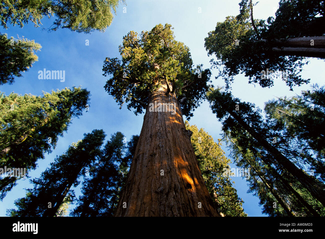 Mariposa Grove of Giant Sequoia Trees, Yosemite National Park ...