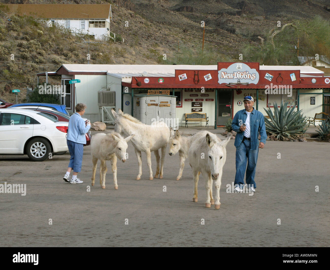 Wild burros mingle with tourists in the historical ghost town of Oatman ...