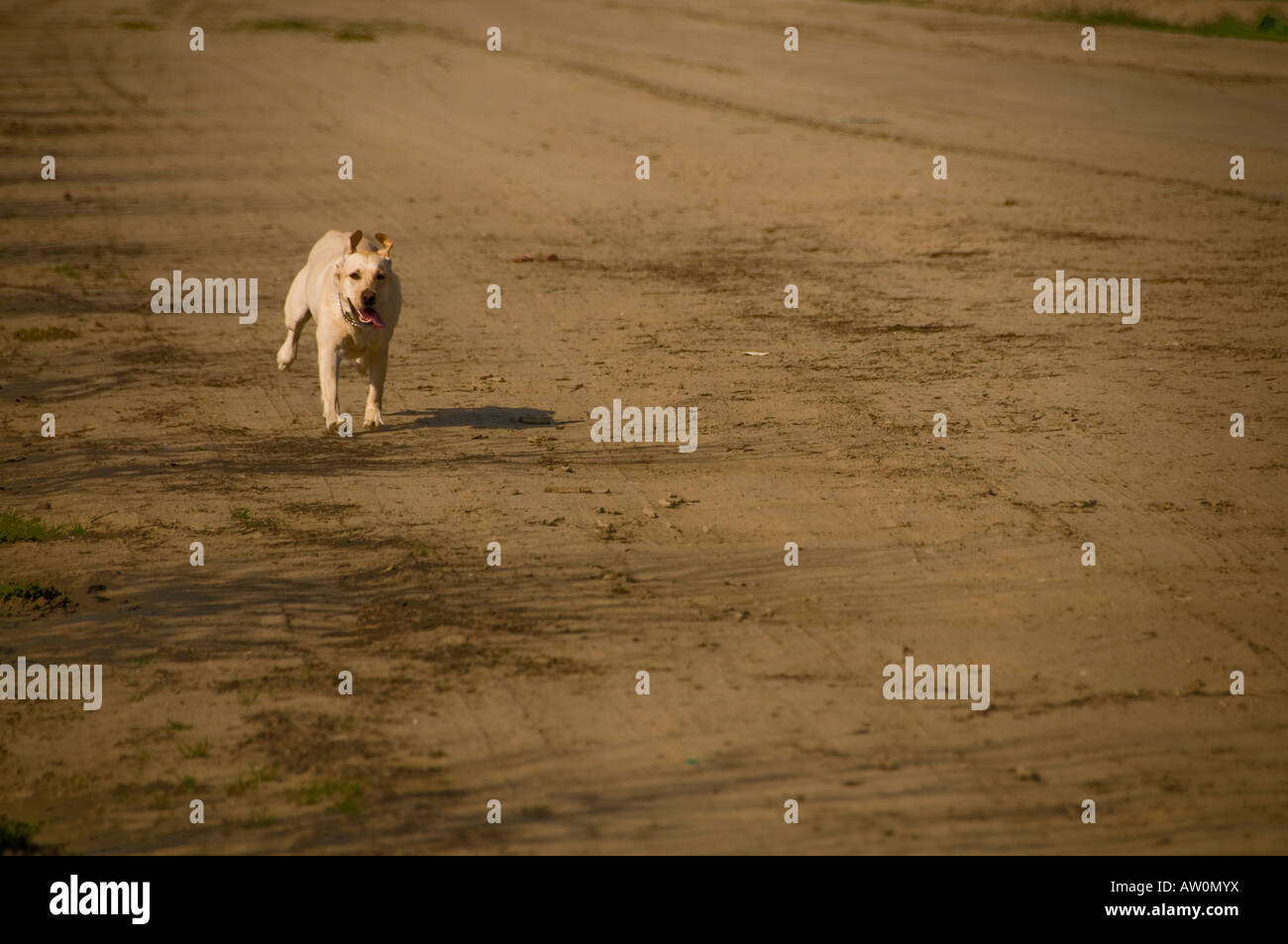 Dog Running On Dirt Road Stock Photo - Alamy