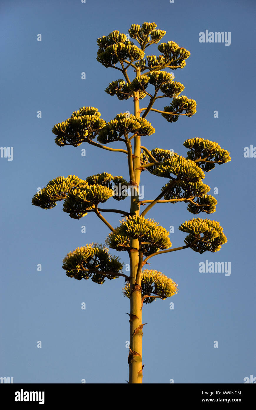 Agave bloom on stalk shooting upwards from mother plant, Arizona, USA ...