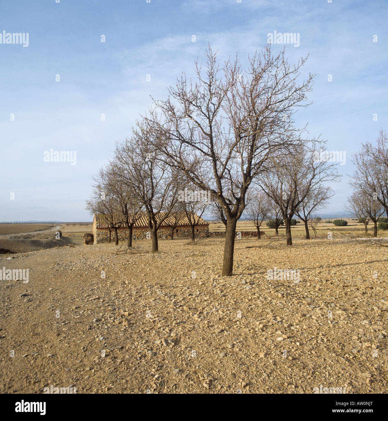 Dormant almond trees in an orchard in Eastern Central Spain in winter ...