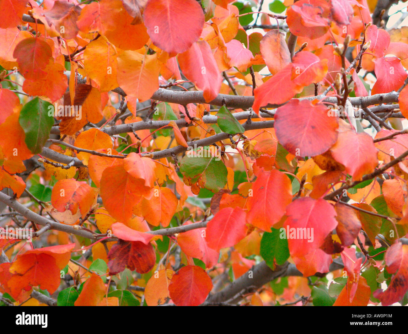 Close up view of colorful Aspen leaves Stock Photo - Alamy