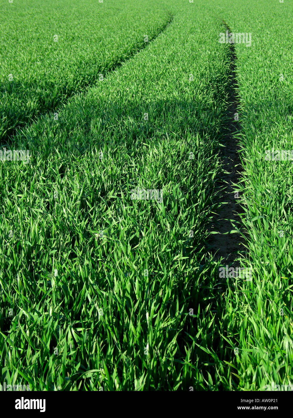 Traces in Young Green Wide Grass Field Stock Photo - Alamy