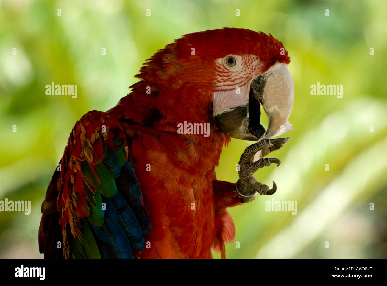 Macaw Parrot 1 Stock Photo - Alamy