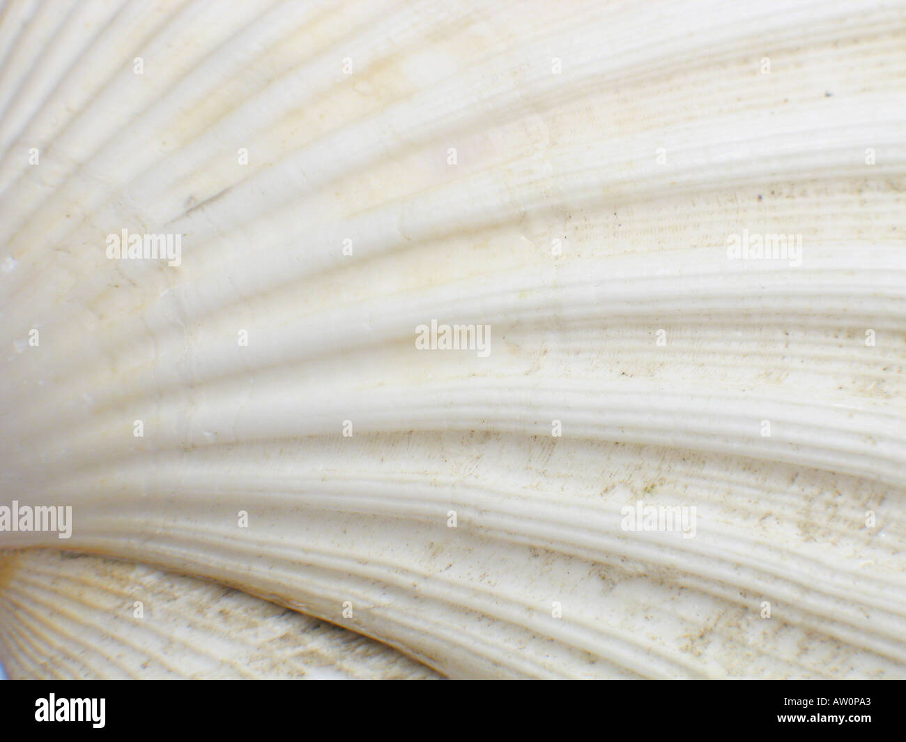 Shellfish Background Detail Structure Stock Photo - Alamy