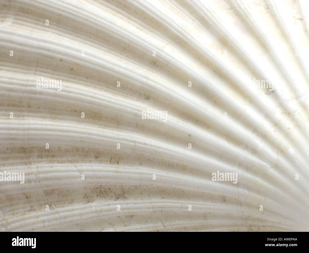 Shellfish Background Detail Structure Stock Photo - Alamy