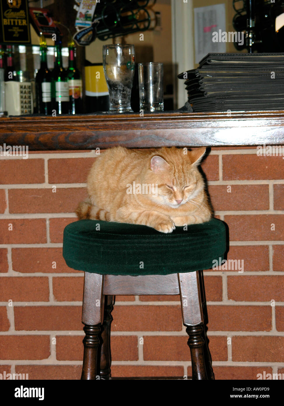 Ginger Cat on a bar stool Stock Photo - Alamy