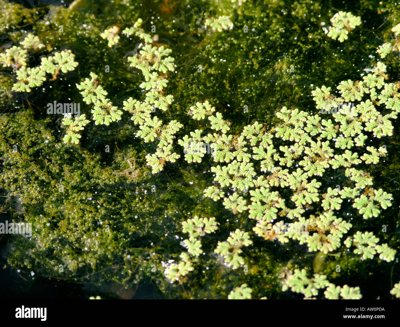 Fern azolla hi-res stock photography and images - Alamy