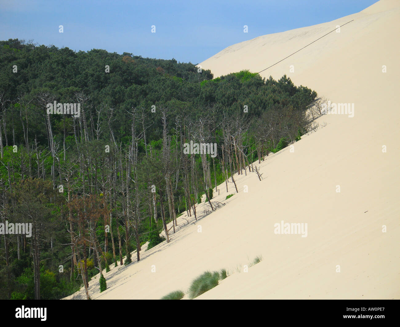Moving Sands Towards the Pine Forest Dune de Pilat Côte d'Argent Gironde France Stock Photo - Alamy