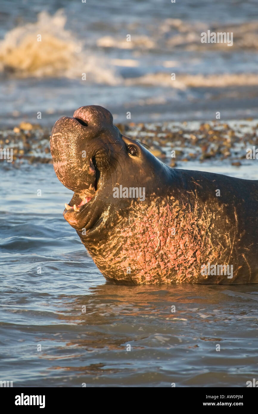 An adult breeding male Northern Elephant Seal on a california beach ...