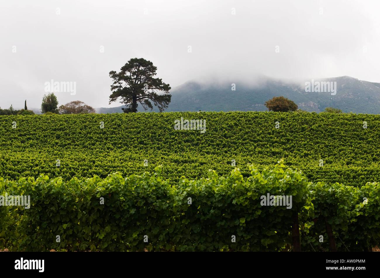 Buitenverwachting wine estate hi-res stock photography and images - Alamy