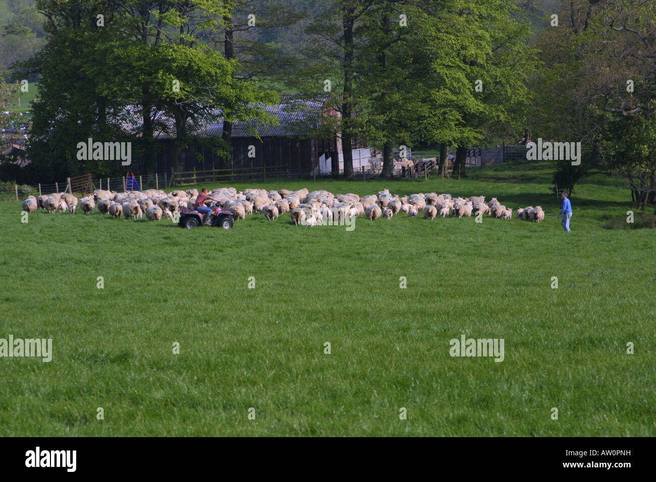 Flock Sheep walking in field, black head, wool, farm animal, farming ewe lamb mouton milk ram ...