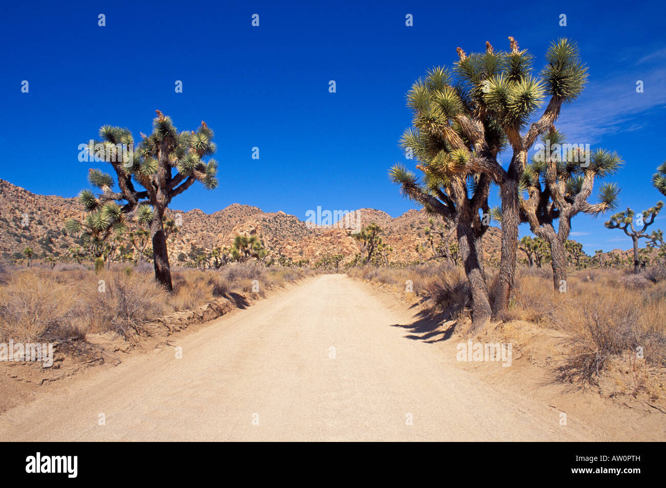 Dirt road and Joshua Trees Yucca brevifolia under blue sky Joshua Tree ...