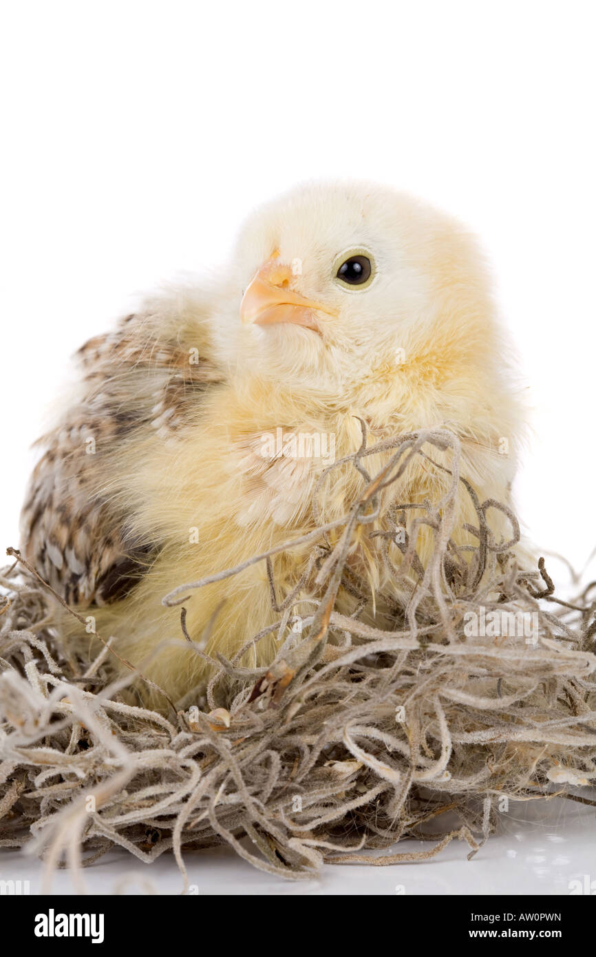Cute little two week old chicken looking slightly grumpy Stock Photo ...