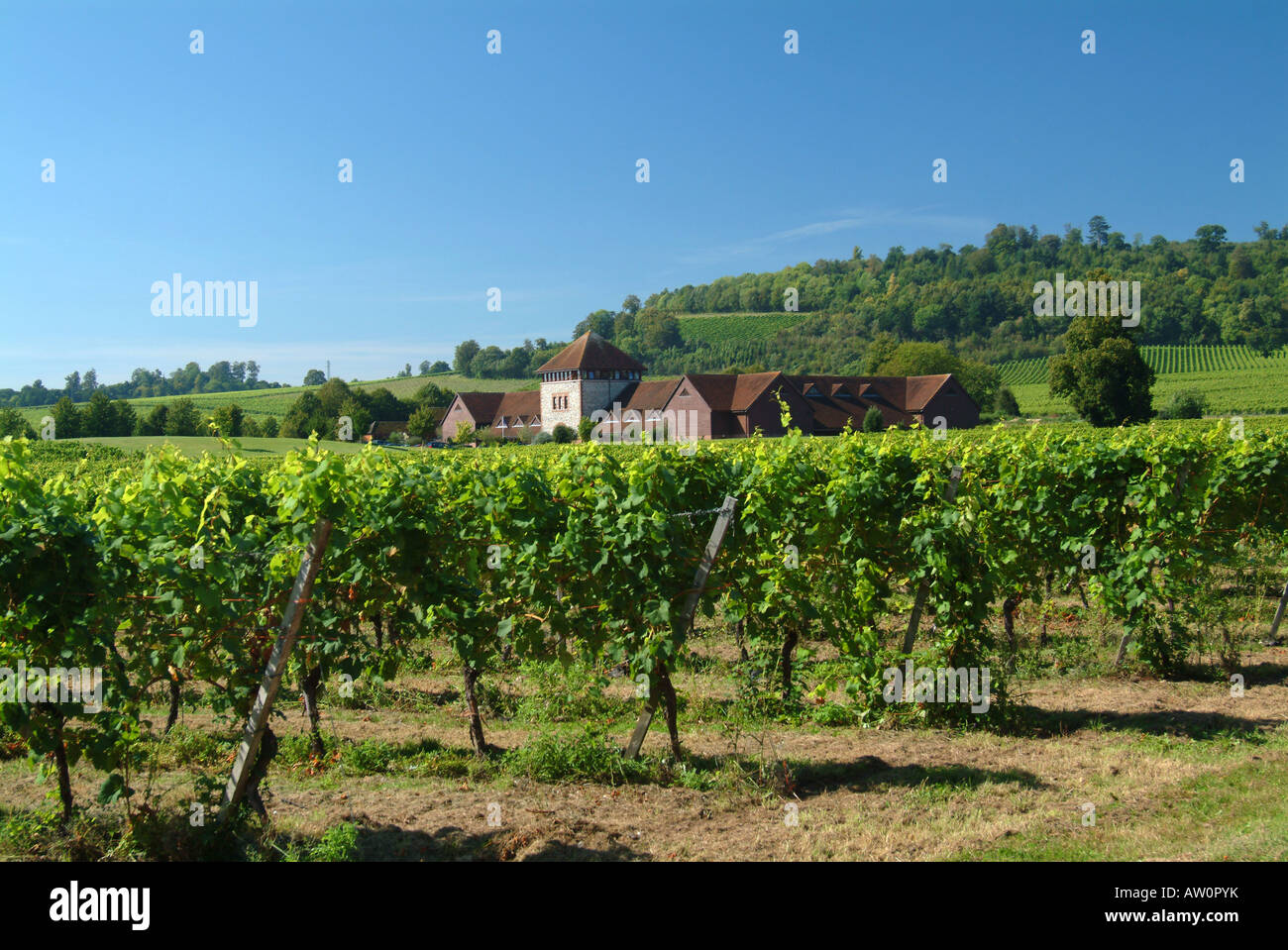 Denbies Wine Estate, Dorking, Surrey Stock Photo - Alamy