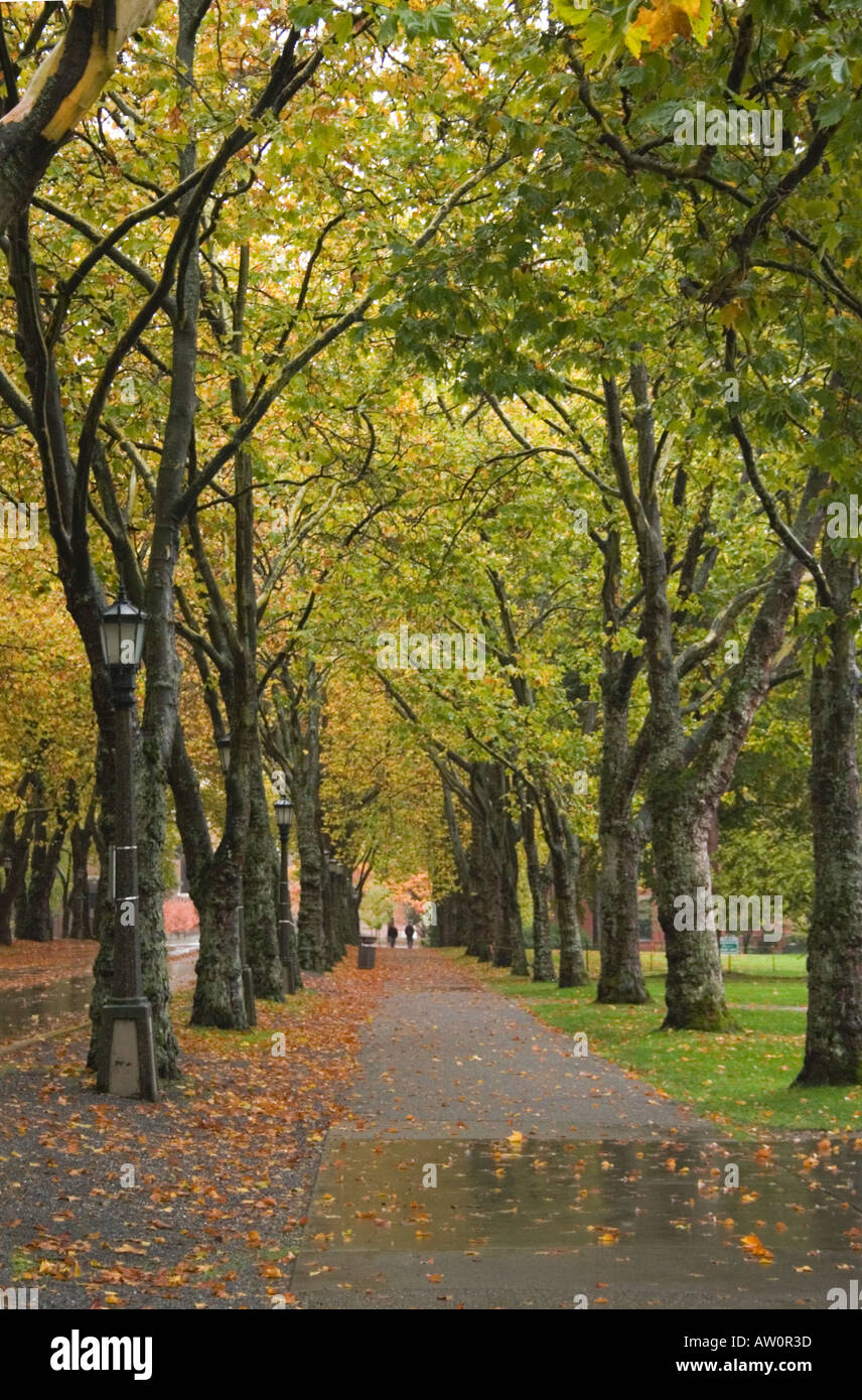 Alley in the autumn in University of Washington color one point ...