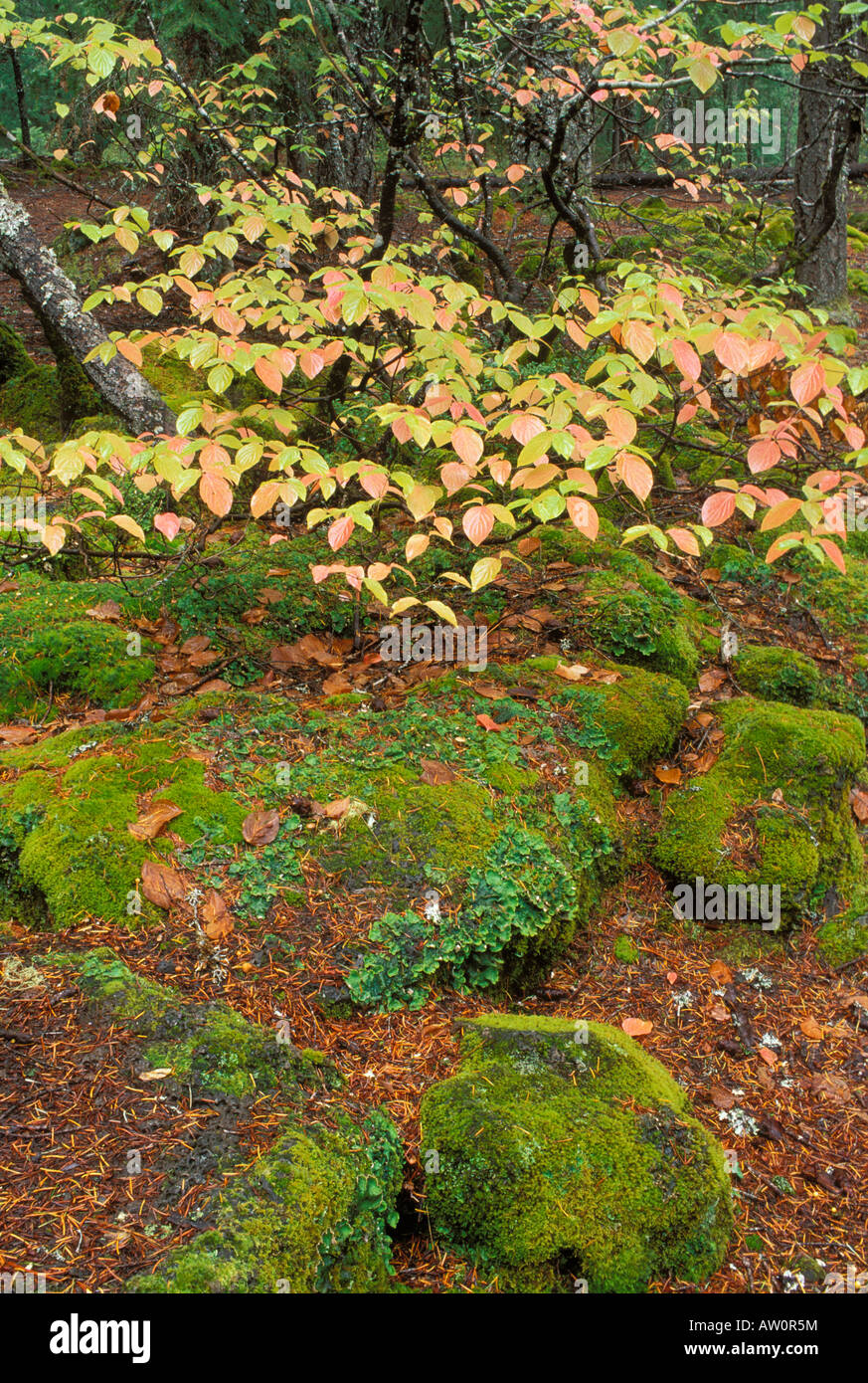 Fall color and moss covered rocks along the Rogue River Rogue River ...