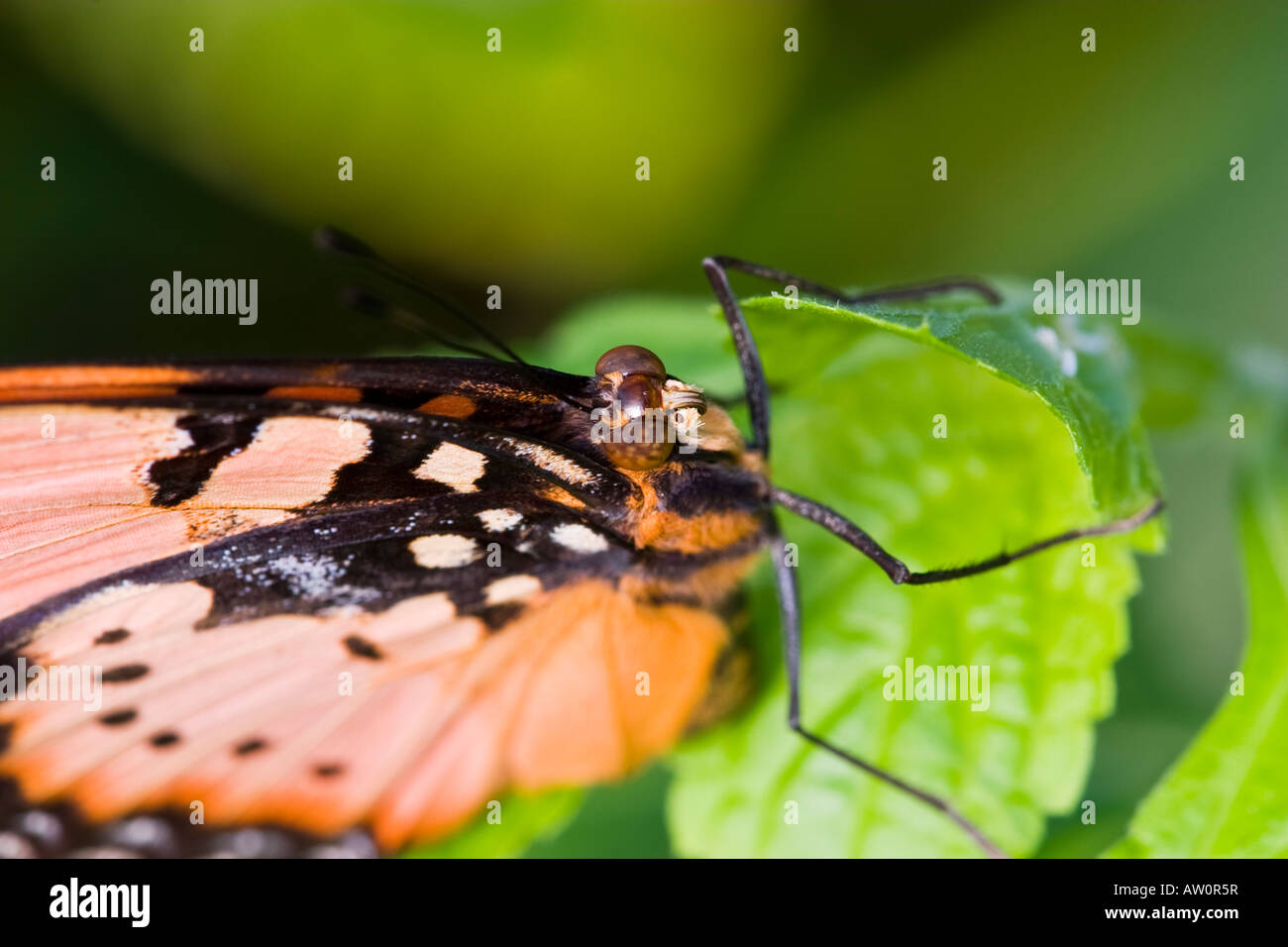 Edinburgh butterfly world hi-res stock photography and images - Alamy